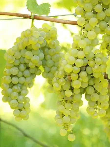 Asma fidanı Hasan Dede, fidanistanbul internetten asma fidanı Hasan ...