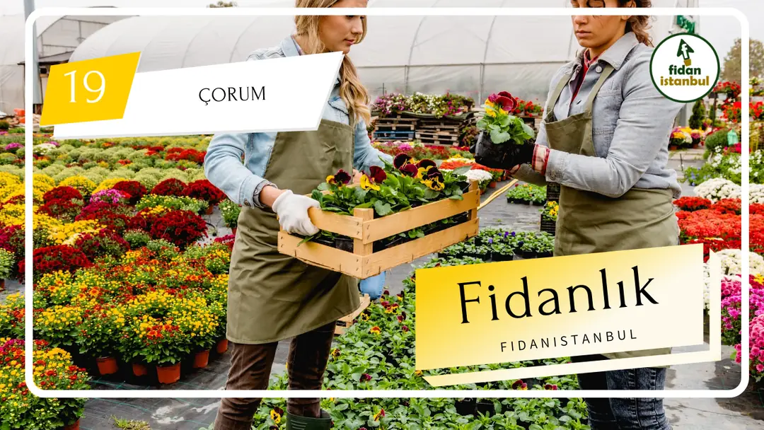 Çorum Merkez Fidancılık