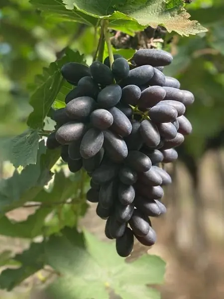 Asma fidanı Black Speed, fidanistanbul internetten asma fidanı Black ...