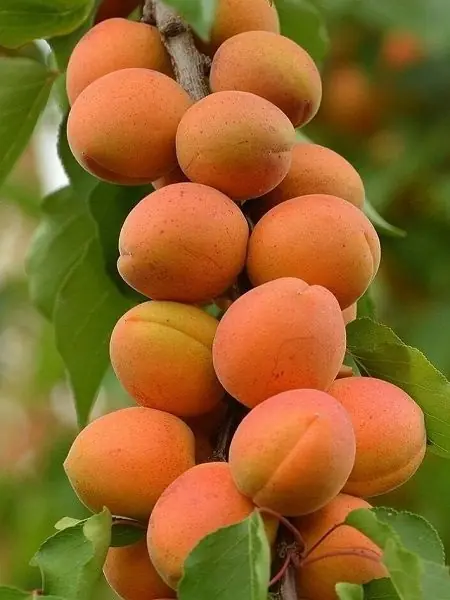 Kayısı fidanı Orange Ruby, fidanistanbul internetten kayısı fidanı ...