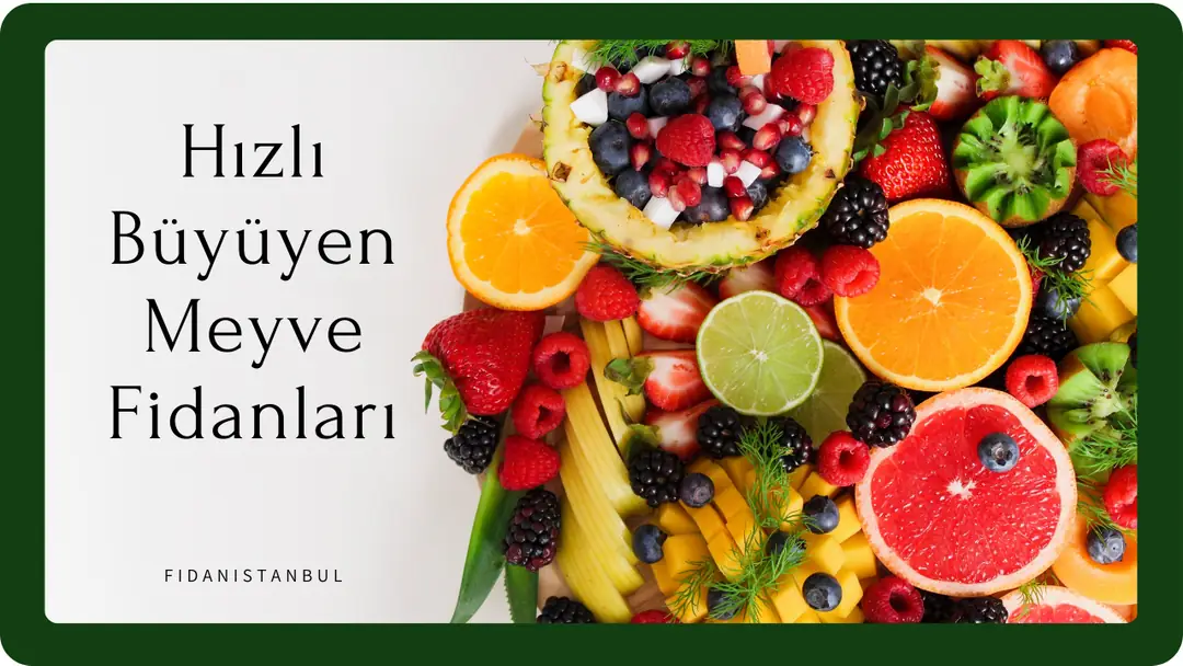 2-3 Yılda Meyve Topla! En Hızlı Meyve Veren Ağaçlar