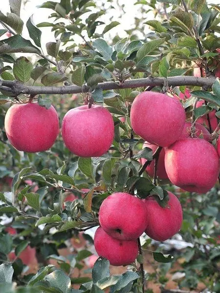 Elma fidanı Fuji Kiku 8, fidanistanbul internetten elma fidanı Fuji ...