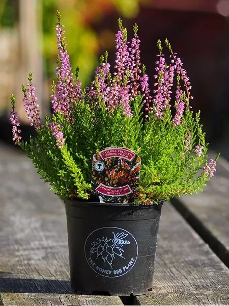 Dış Mekan Süs Bitkisi Fideleri Calluna vulgaris, fidanistanbul ...