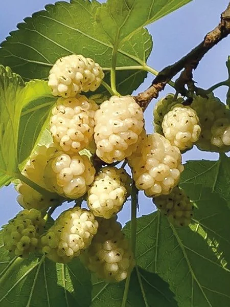 Dut Fidanı Beyaz, fidanistanbul internetten dut fidanı Beyaz siparişi ve dut ağacı Beyaz satışı ...