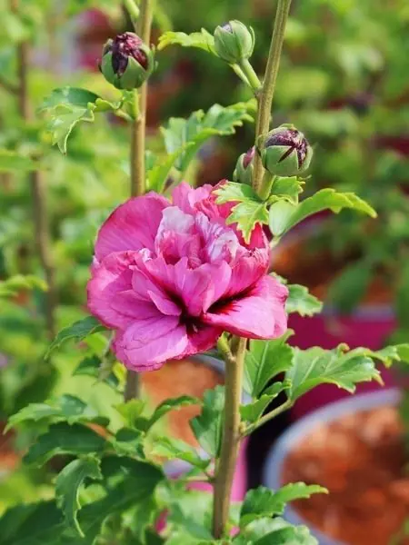 Ağaç Hatmi bitkisi Hibiscus syriacus , fidanistanbul internetten Ağaç ...