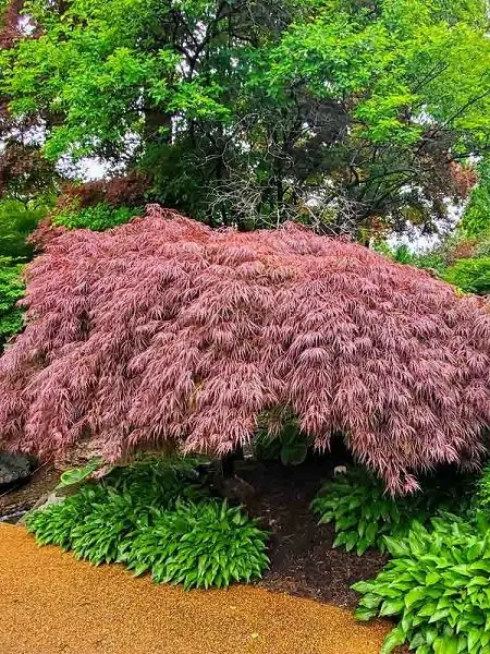Akçaağaç bitkisi Acer palmatum, fidanistanbul internetten Akçaağaç ...
