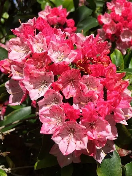 Kalmia latifolia Fidanı, fidanistanbul internetten Kalmia latifolia ...
