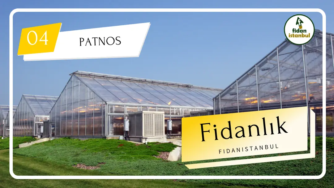 Patnos Fidancılık