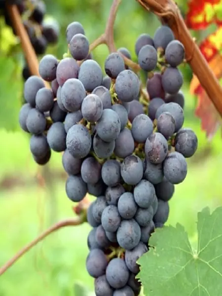 Asma fidanı Alicante Bouschet, fidanistanbul internetten asma fidanı ...