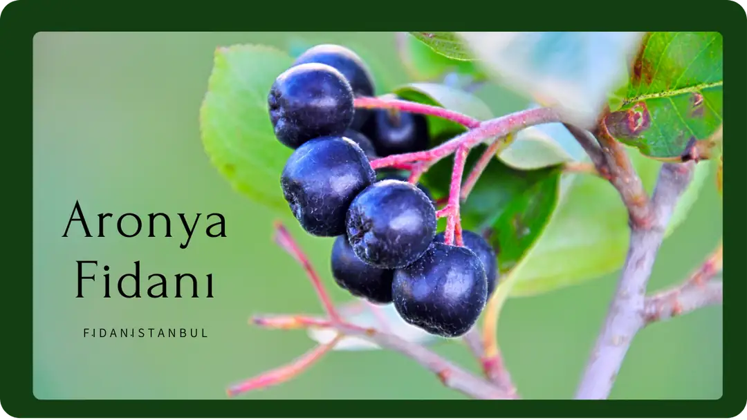 Aronya Ağacı | En Doğru Seçimler İçin Tavsiyeler