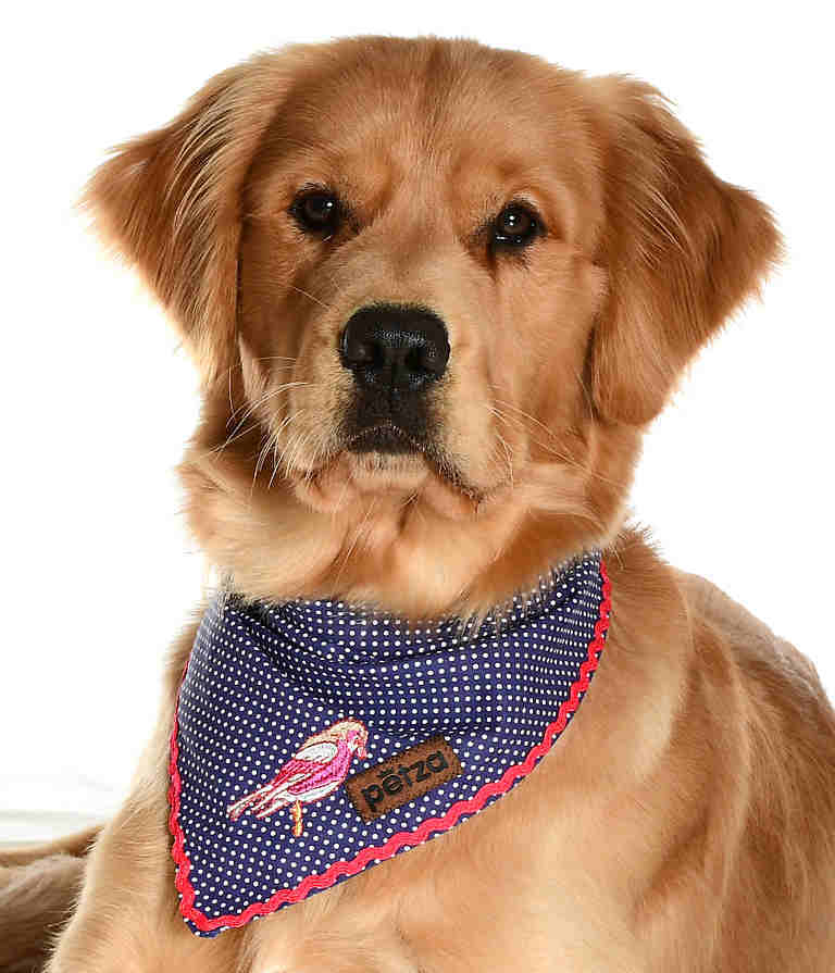 Köpek Bandana / Epix | Petza