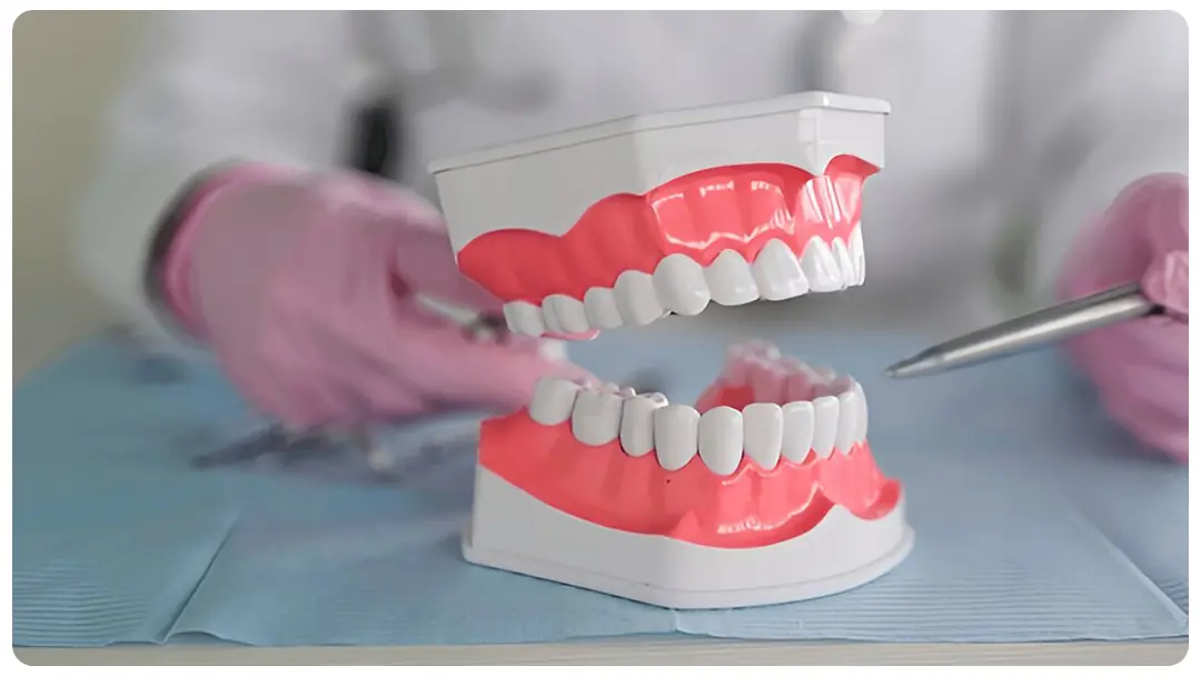 Anatomy of Our Teeth: How Do We Define Tooth Surfaces?