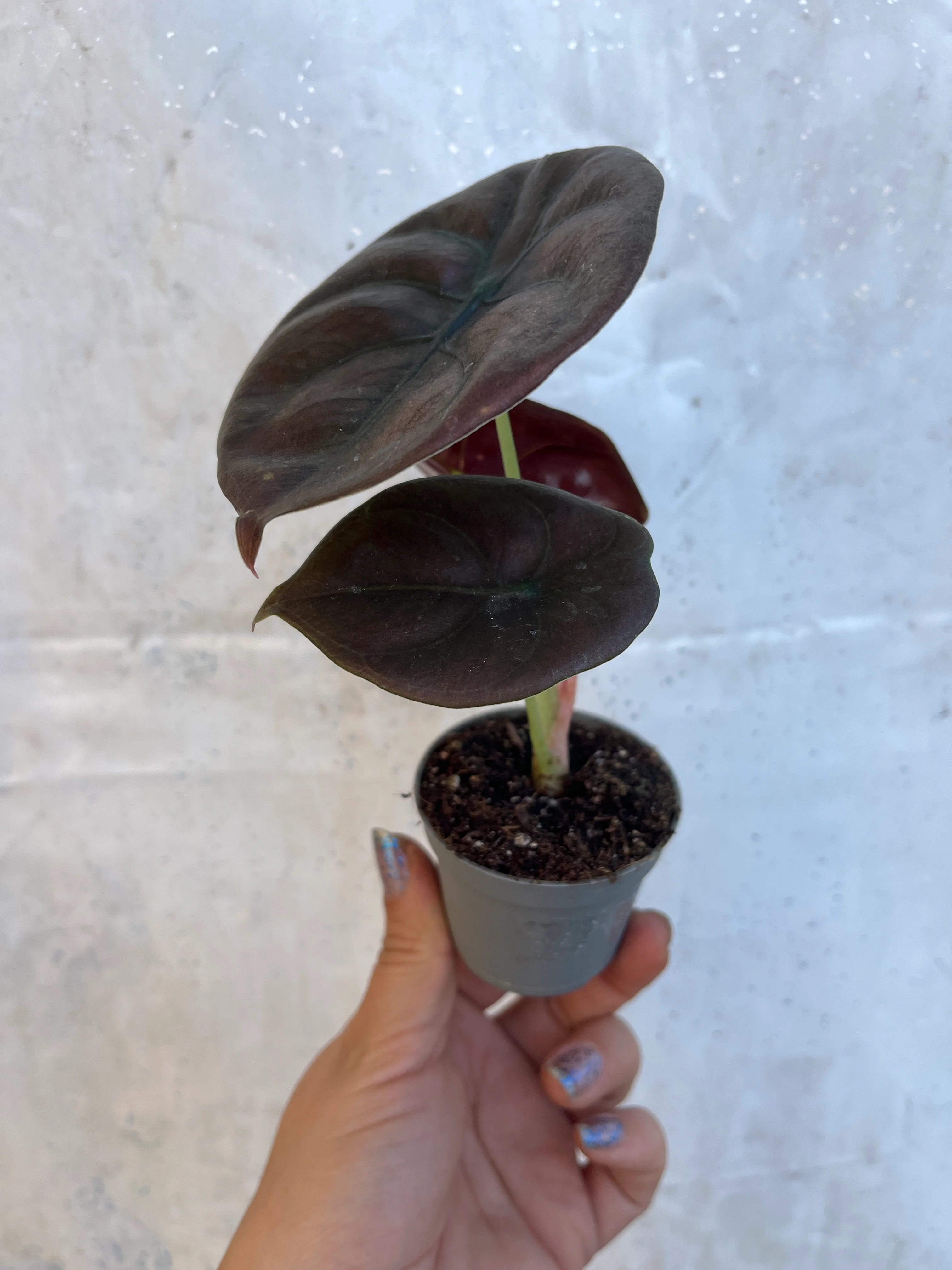 Alocasia Cuprea Red Fil Kulağı 6lık Saksıda | Nazlı Çiçekçilik
