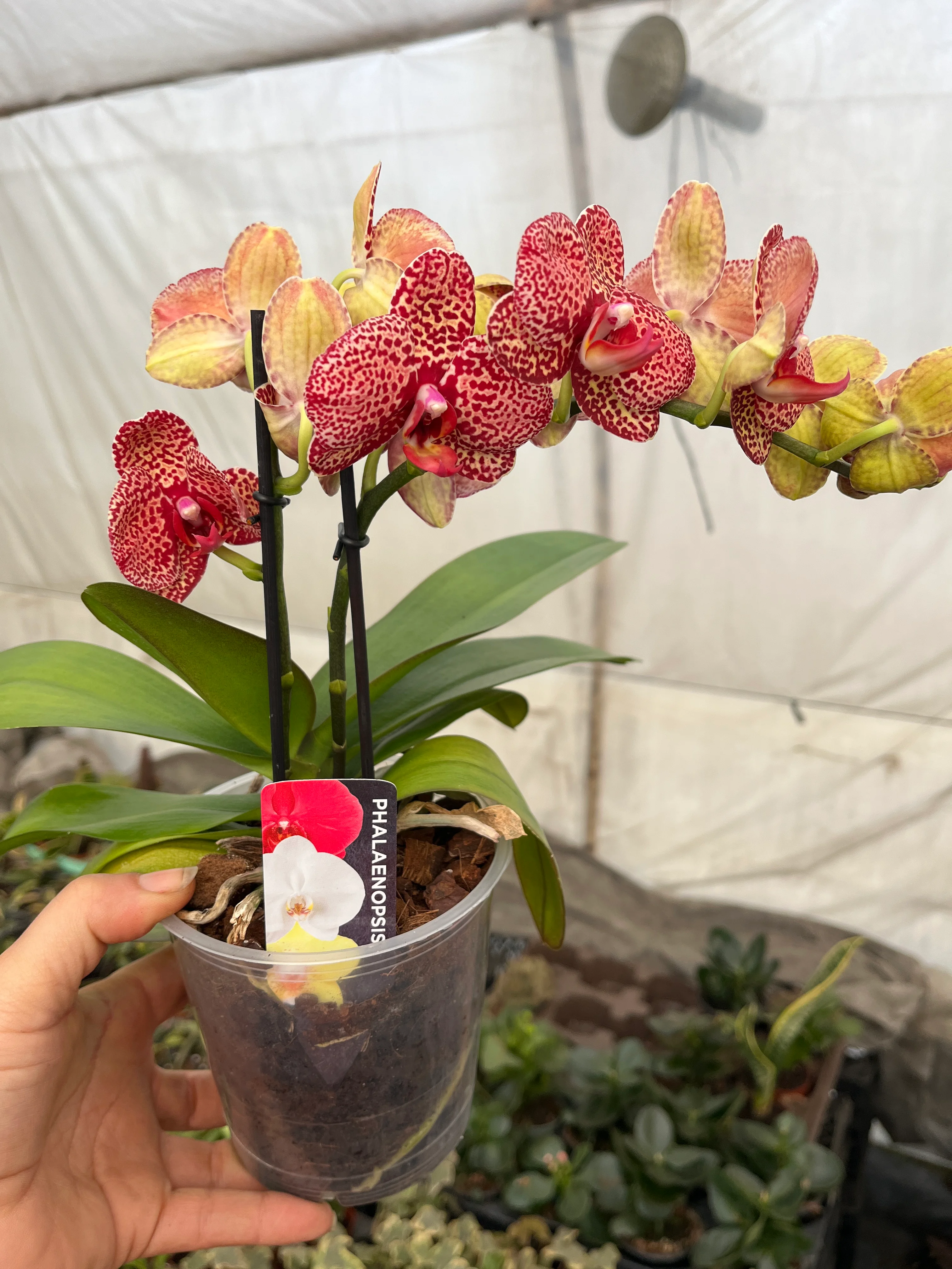 Orkide Çift Dal Benekli 12 cmlik Saksıda | Nazlı Çiçekçilik