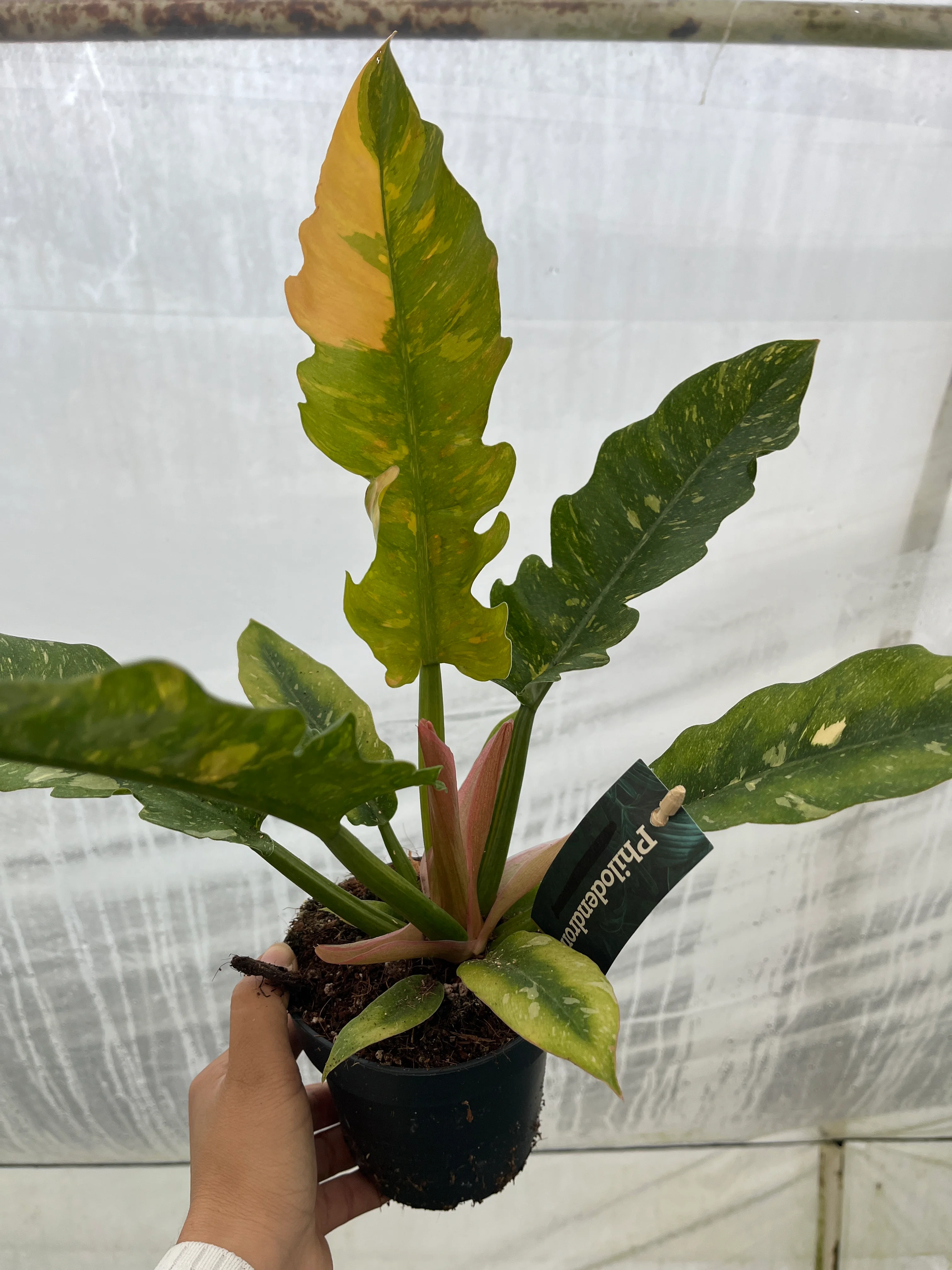 Philodendron Ring Of Fire