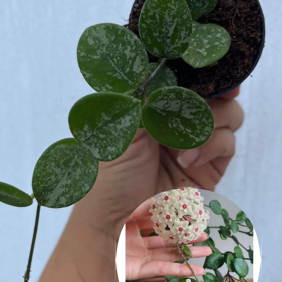 Hoya Mathilde Splash mum çiçeği