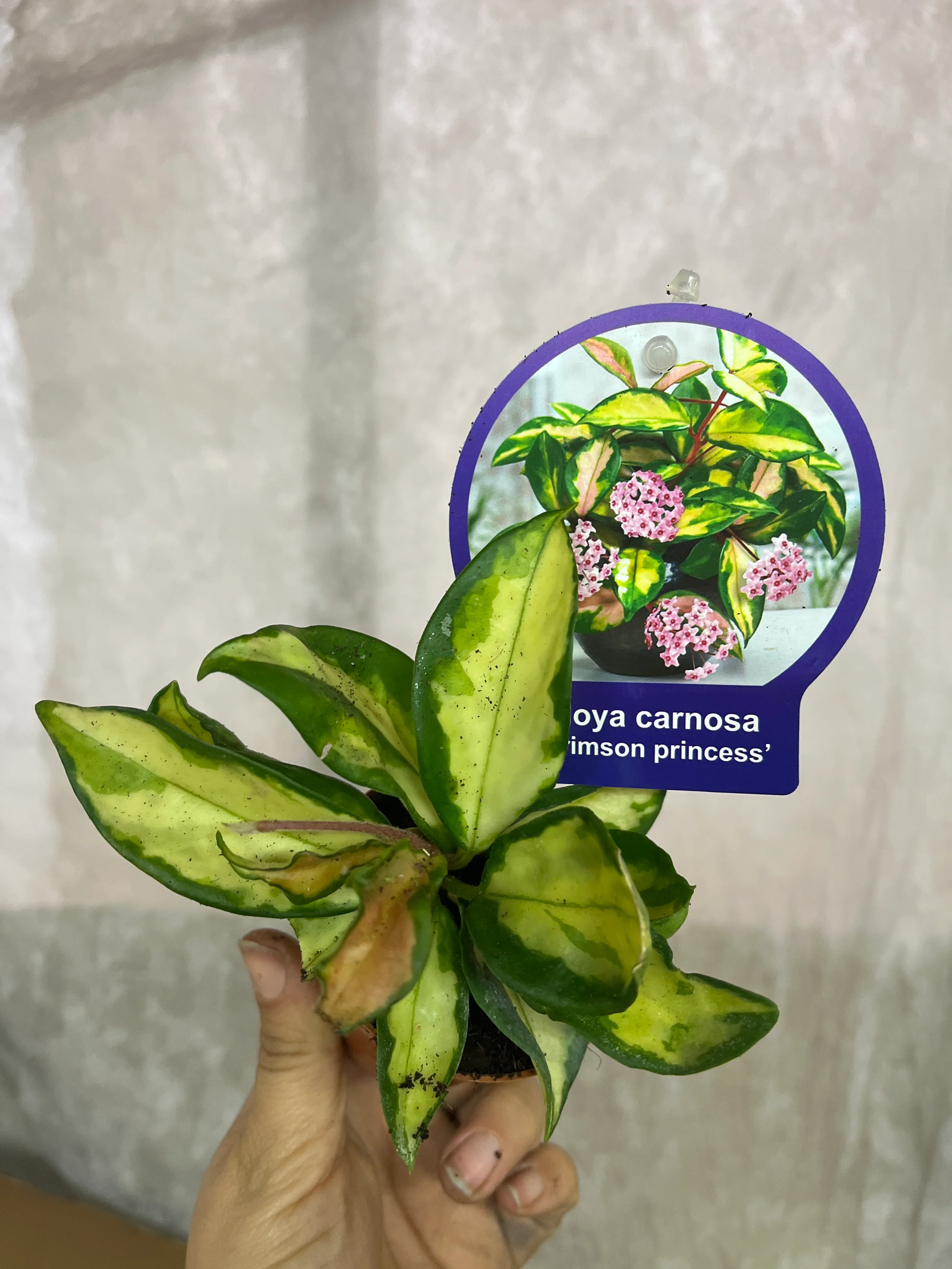 Hoya Carnosa Crimson Princess