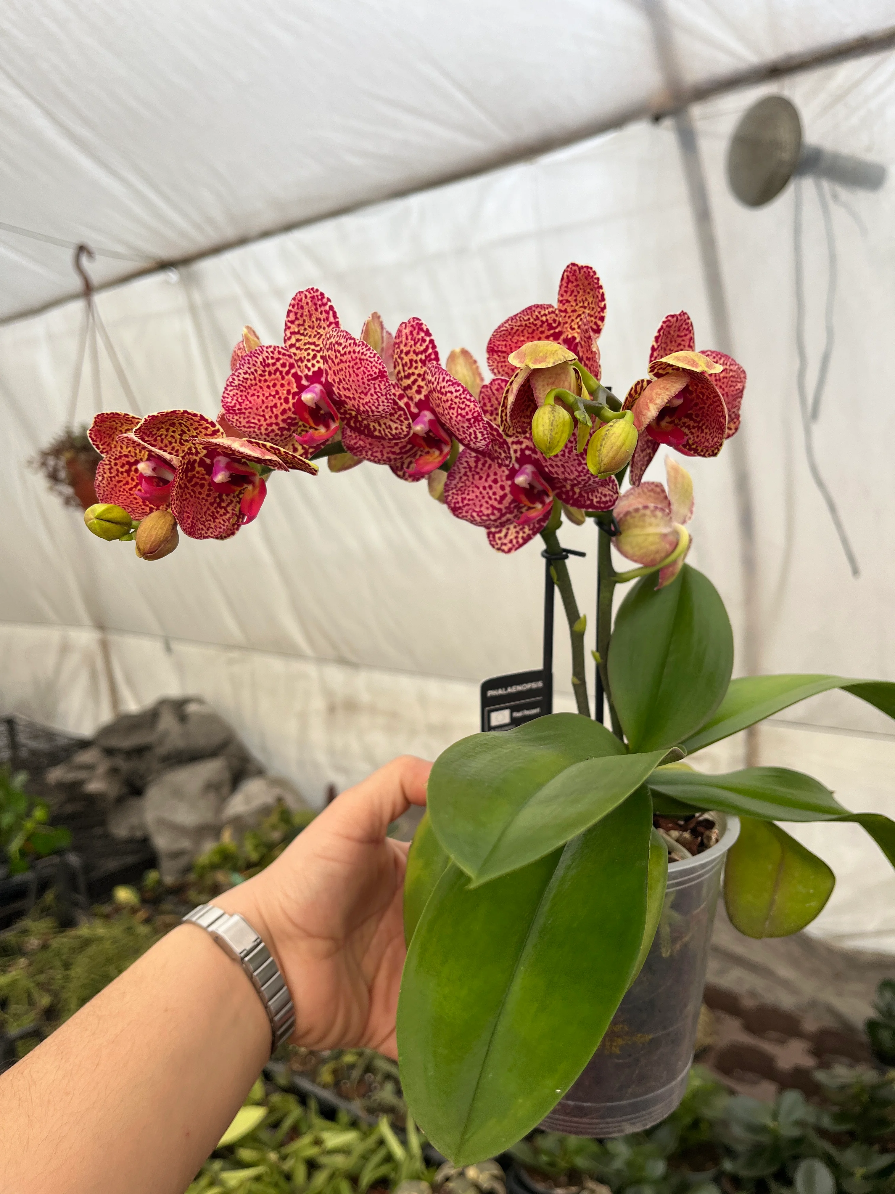 Orkide Çift Dal Benekli 12 cmlik Saksıda | Nazlı Çiçekçilik