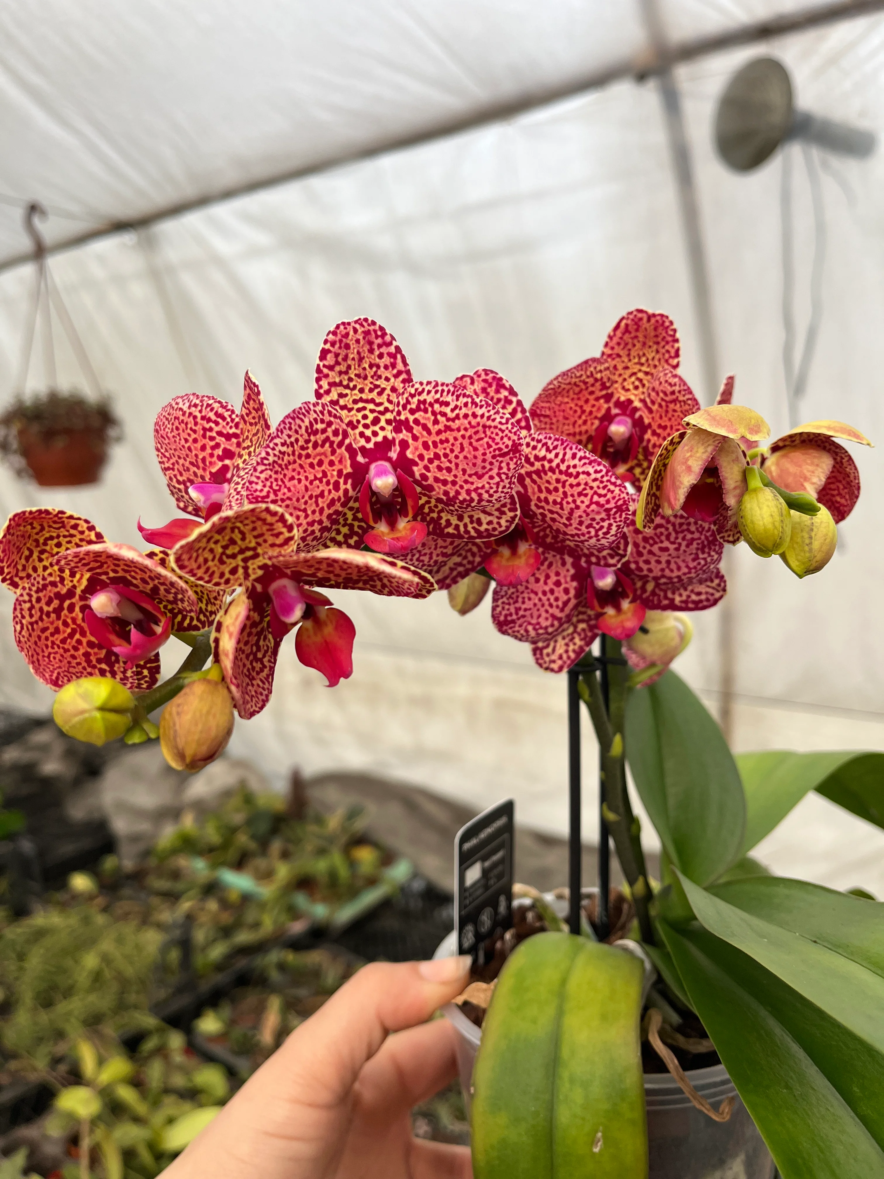 Orkide Çift Dal Benekli 12 cmlik Saksıda | Nazlı Çiçekçilik