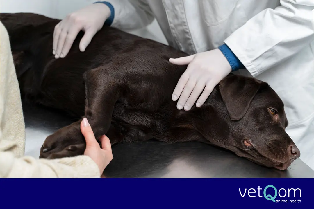 Köpeklerde İç Kanama Belirtileri ve Tedavisi | vetQom Blog