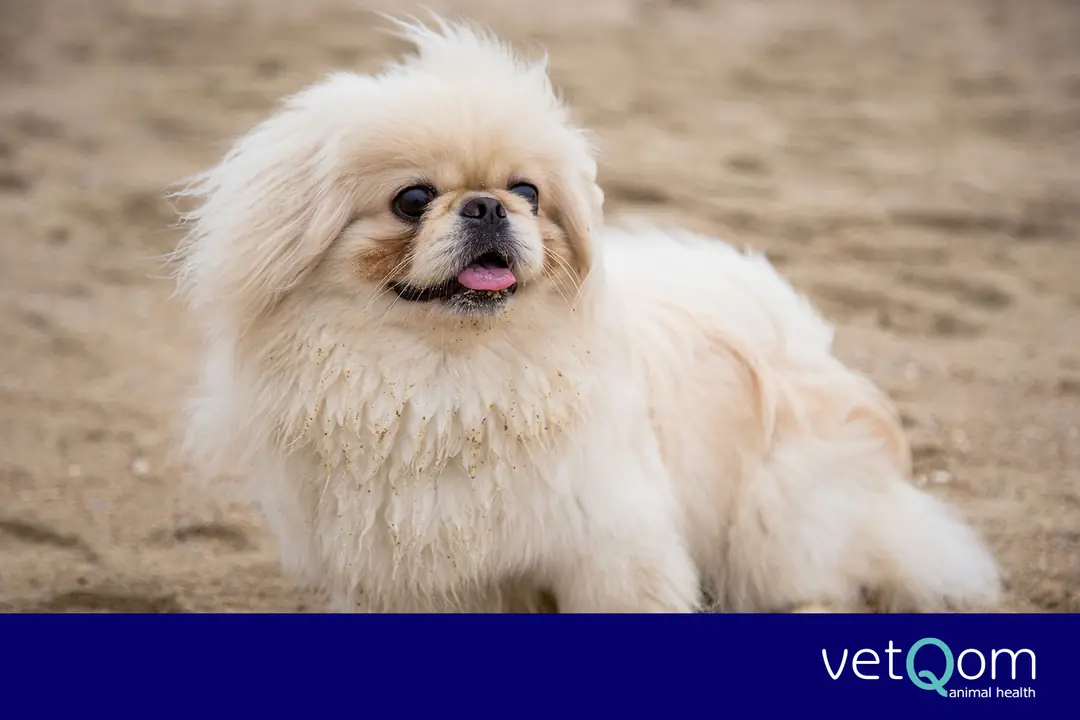 Pekingese (Pekinez) Özellikleri, Bakımı ve Beslenme Rehberi | vetQom