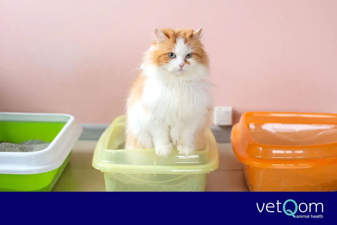 Kedilerde İshal - İshalin Nedenleri ve Tedavisi | vetQom Blog