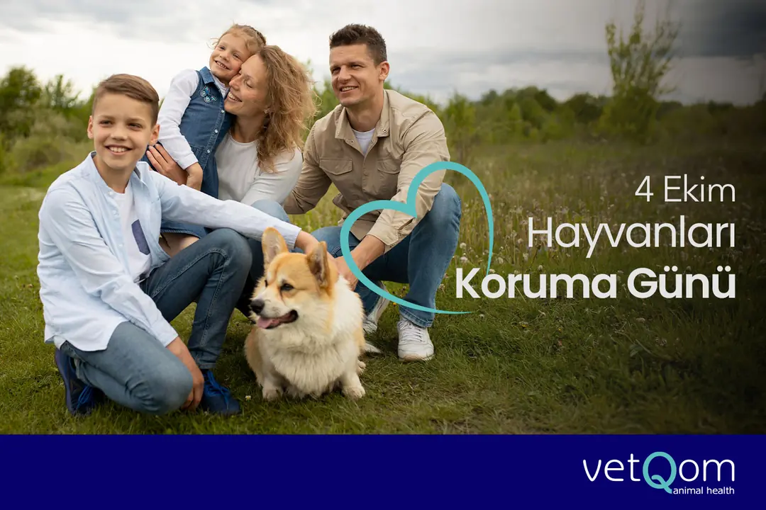 4 Ekim Hayvanları Koruma Günü ve Önemi | vetQom Blog