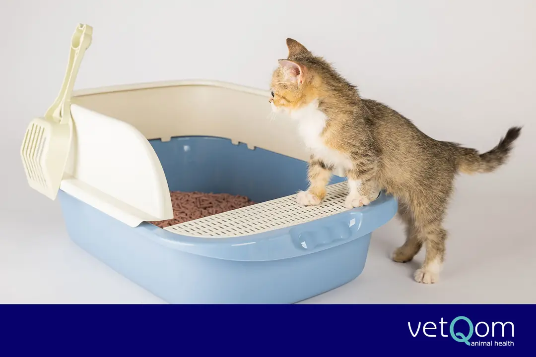 Kedim Dışkısıyla Oynuyor Ne Yapmalıyım? | VetQom Blog