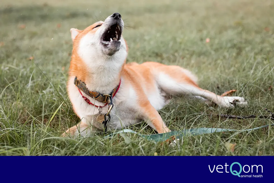 Köpeklerde Uluma ve Uluma Anlamları | vetQom