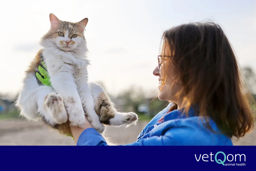 En Zeki Kedi Cinsleri | vetQom Blog