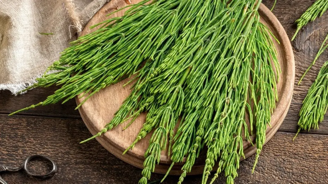 Kırkkilit Otu Nedir, Faydaları Nelerdir? | HelpSteps Market