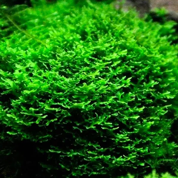 Pearl Moss Cup Canlı Bitki