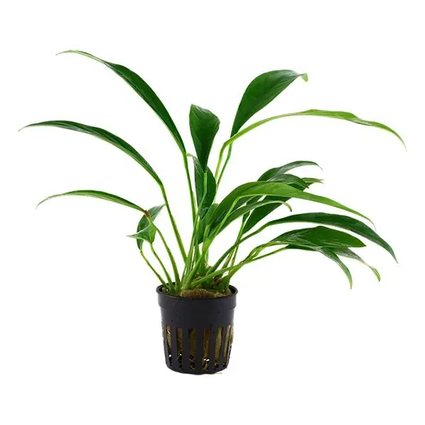 Anubias Angustifolia Saksı Canlı Bitki