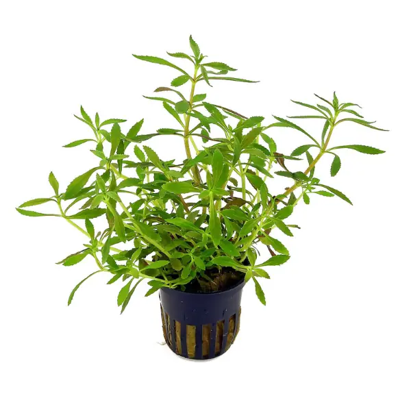 Limnophila L109 Aromatica Saksı Canlı Bitki