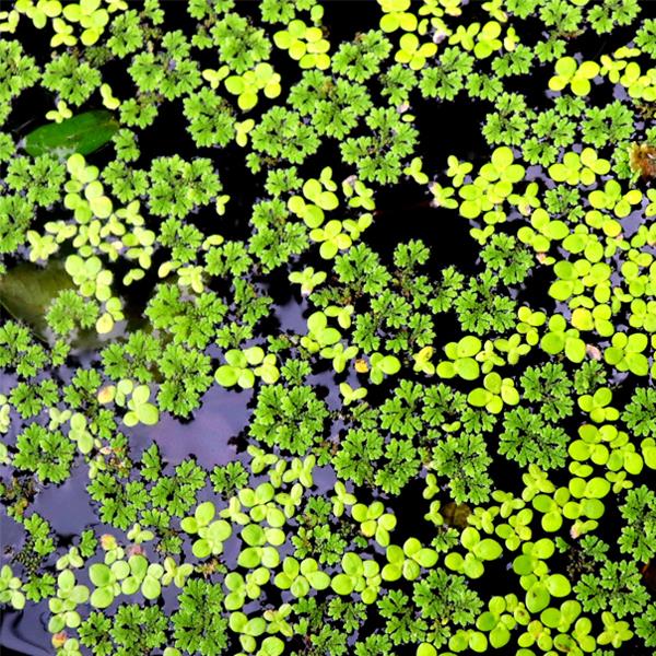 Azola Su Üstü Canlı Bitki