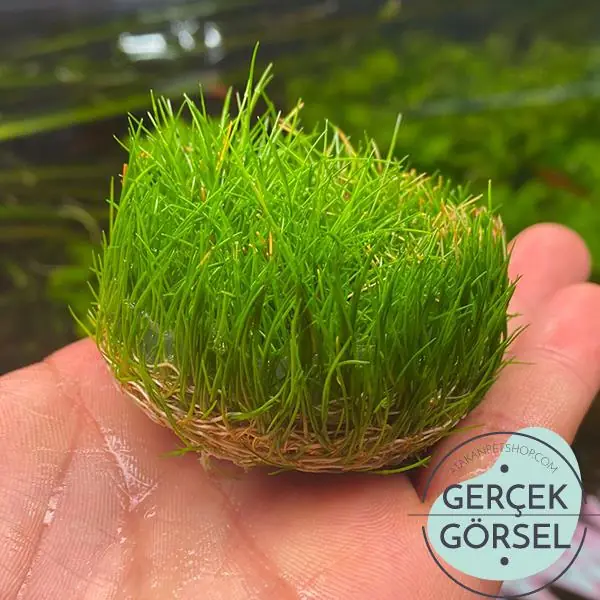 Eleocharis Parvula Mini In Vitro Canlı Bitki