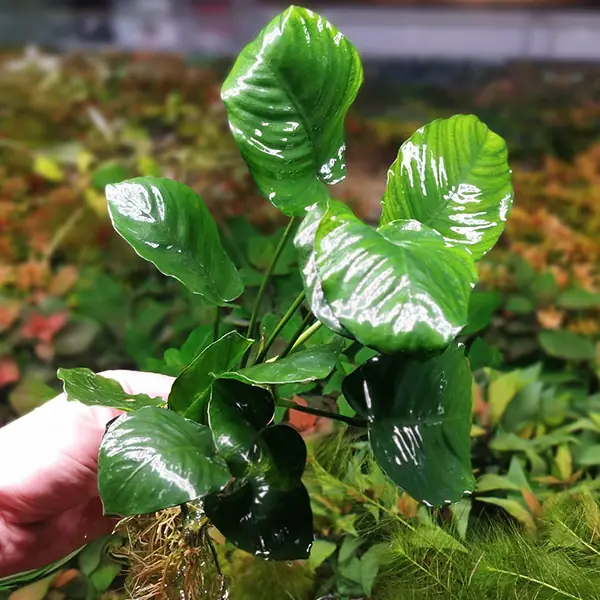 Anubias Broad Leaf 10-13 Yapraklı Anaç Saksı Canlı Bitki XXL