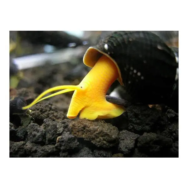 Poso Orange Rabbit Snail Salyangoz 2 Adet Straforlu Gönderim
