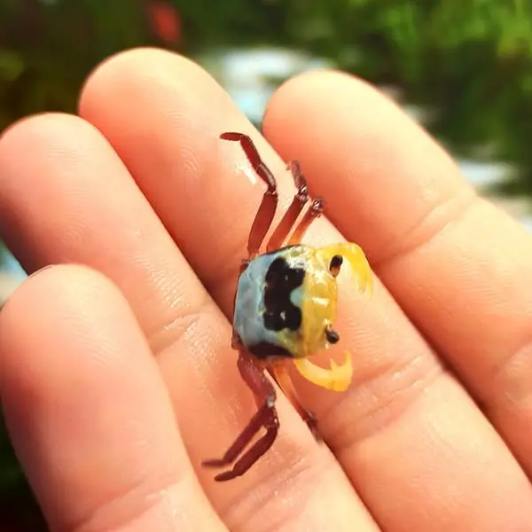Yellow Witcher Lepidothelphusa Sp. Crab. Tatlı Su Yengeci