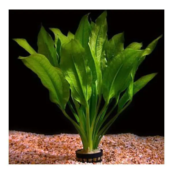 Echinodorus Amazonicus Saksı Canlı Bitki