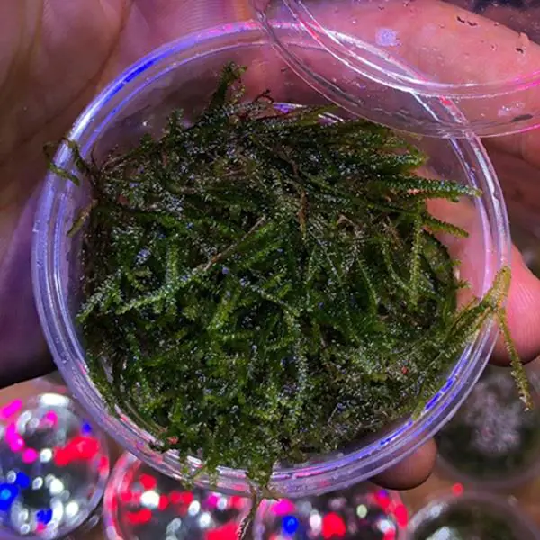 Anchor Moss Kutu Canlı Bitki