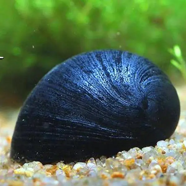 Black Military Helmet Nerite Snail Salyangoz 5 Adet Straforlu Gönderim