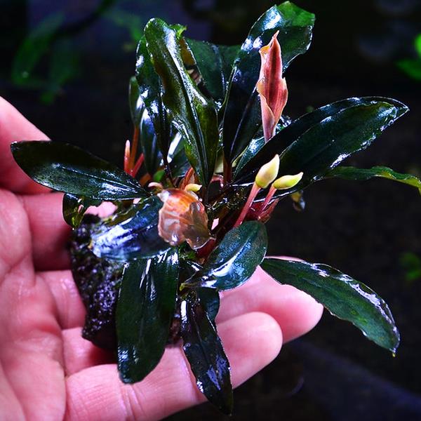 Bucephalandra sp Nanga Pinoh Green Saksı Canlı Bitki