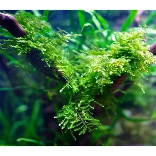 Anchor Moss Yeni Sarım Canlı Bitki 5x5 Cm