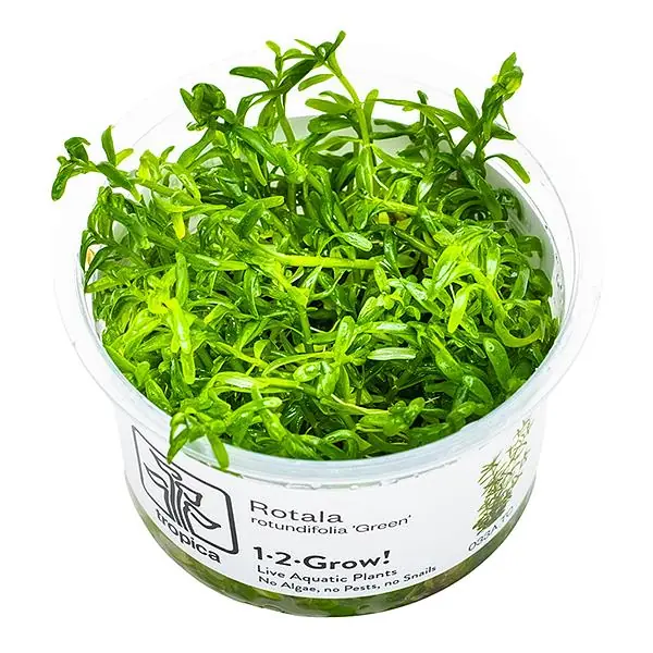 Tropica Rotala Rotundifolia Green In Vitro Canlı Bitki
