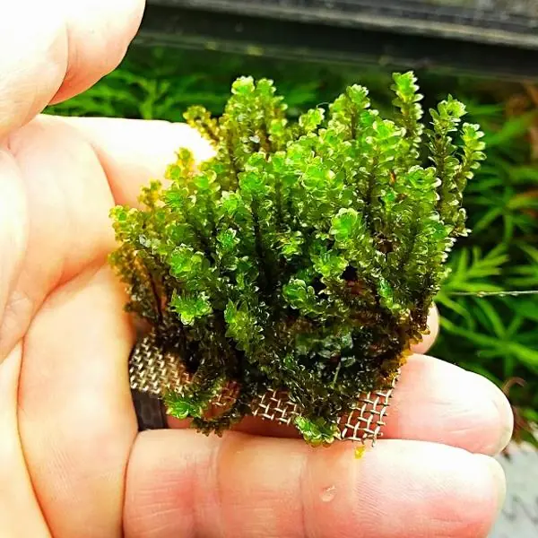 Hookeriaceae Moss Cup Canlı Bitki