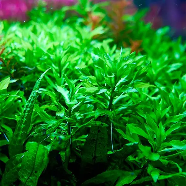 Penthorum Sedoides Saksı Canlı Bitki