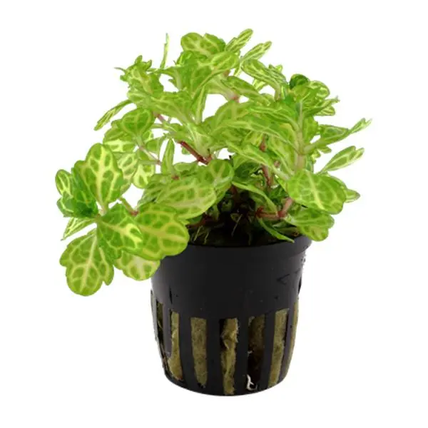 Shinnersia Rivularis Trichocoronis Saksı Canlı Bitki