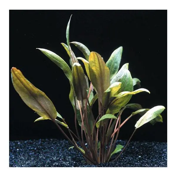 Cryptocoryne Mioya Saksı Canlı Bitki