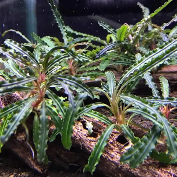 Bucephalandra Catherine Saksı Canlı Bitki